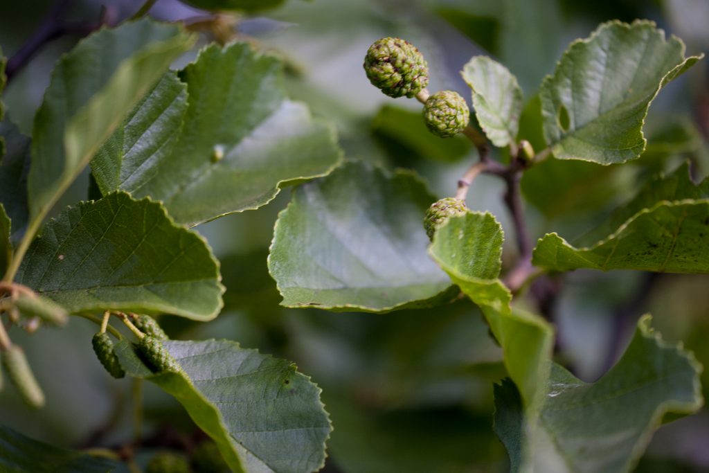 Alder Trees (Alnus glutinosa) - The Curious Bee Garden Nursery
