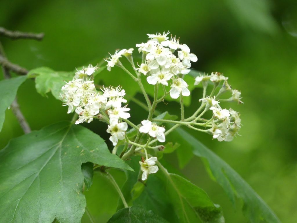 Wild Service Tree (Sorbus torminalis) - The Curious Bee Garden Nursery