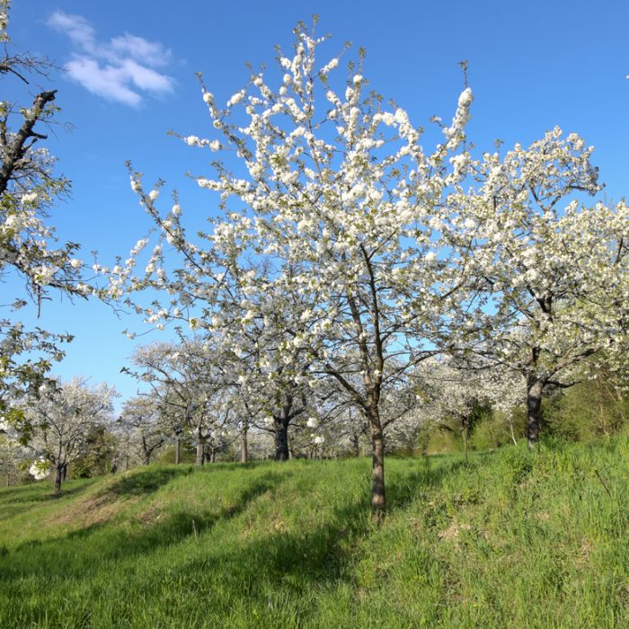 Cherry Plum Tree (Prunus cerasifera) - The Curious Bee Garden Nursery