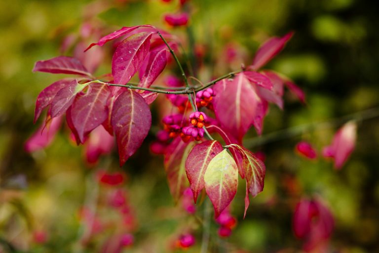 Spindle Tree / Shrub For Sale - The Curious Bee Garden Nursery