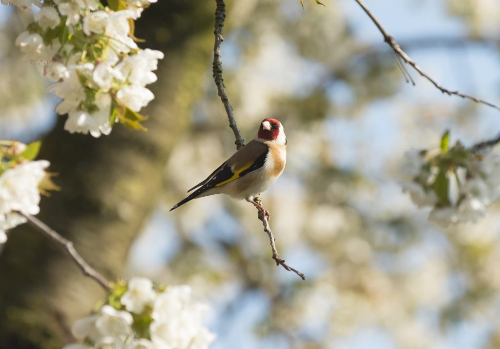 Bird Cherry Tree (Prunus padus) - The Curious Bee Garden Nursery